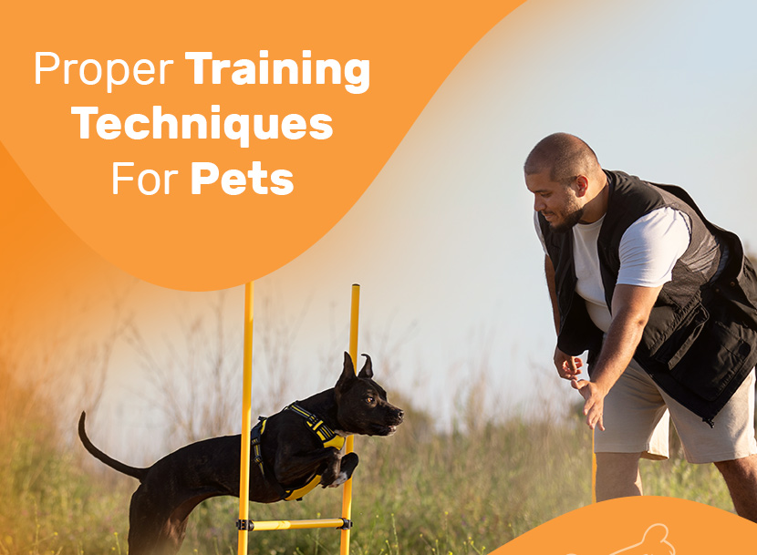 Proper Training Techniques - Kibbo India Proper Training Techniques - Kibbo India